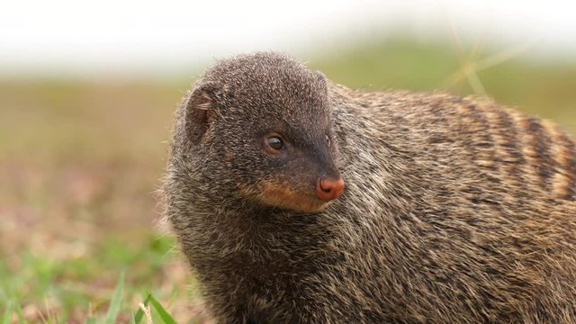 "Banded Mongoose" Images – Browse 1,574 Stock Photos, Vectors, and ...