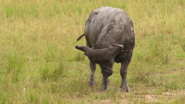 Urinating Images – Browse 222,112 Stock Photos, Vectors, and Video ...