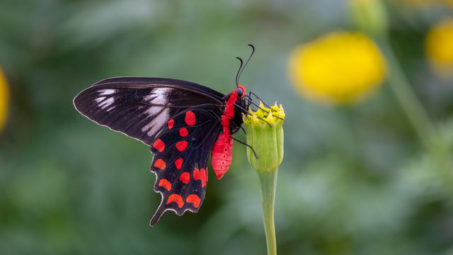 Nector Images – Browse 407 Stock Photos, Vectors, and Video | Adobe Stock