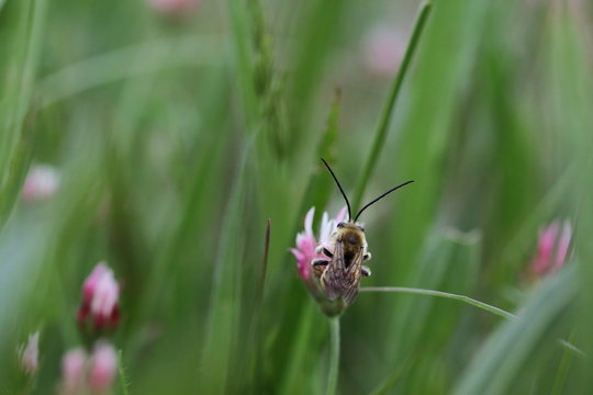 「Wiesenbewohner」の写真素材 | 61件の無料イラスト画像 | Adobe Stock