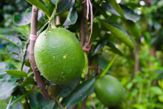 Lebu Images – Browse 52 Stock Photos, Vectors, and Video | Adobe Stock