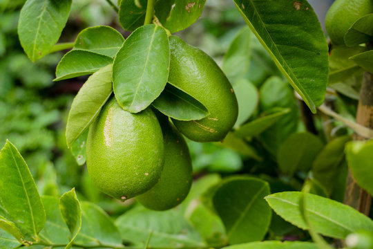 Imágenes de Lebu: descubre bancos de fotos, ilustraciones, vectores y ...