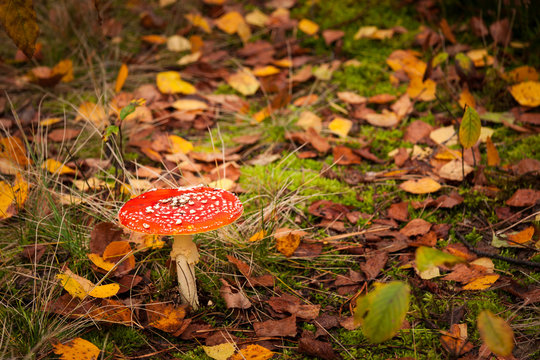 รูปภาพTrucizna – เลือกดูภาพถ่ายสต็อก เวกเตอร์ และวิดีโอ1,514 | Adobe Stock