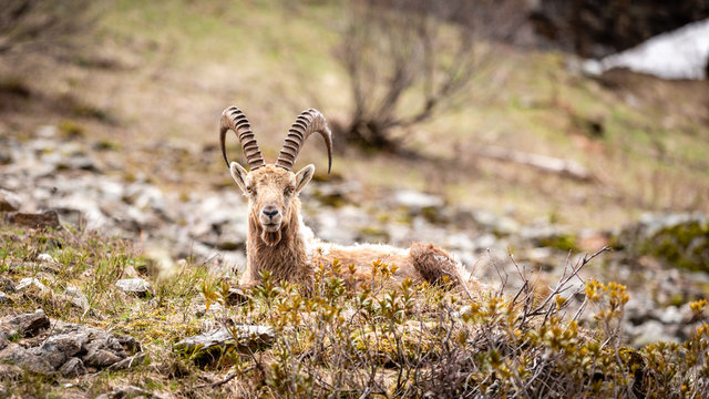 Artiodactyles bilder – Bläddra bland 767 stockfoton, vektorer och ...