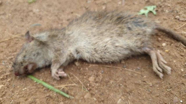 "Dead Rat" Images – Browse 235 Stock Photos, Vectors, and Video | Adobe ...