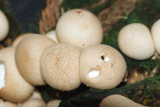 Imágenes de Lycoperdon: descubre bancos de fotos, ilustraciones ...