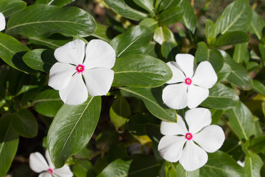 Teresita Flowers In English | Best Flower Site
