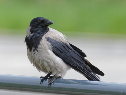 Wrona Bilder – Durchsuchen 1,016 Archivfotos, Vektorgrafiken und Videos ...