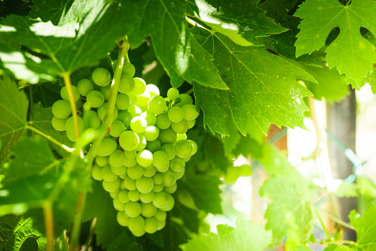 "Big Grape" Images – Browse 29 Stock Photos, Vectors, and Video | Adobe ...