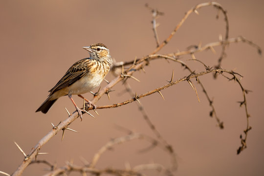 "Bush Lark"-Bilder: Stock-Fotos & -Videos. | Adobe Stock