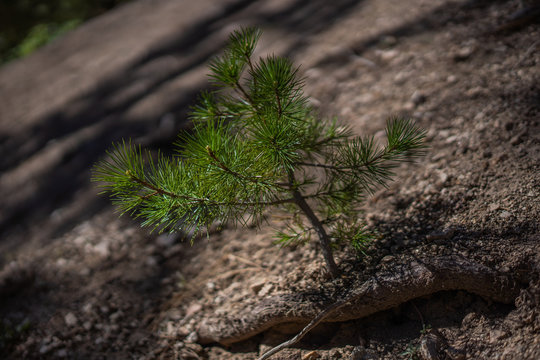 "Baby Tree" Images – Browse 182 Stock Photos, Vectors, and Video ...