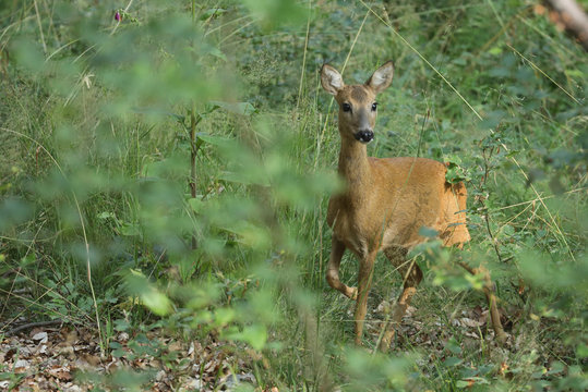 Chevrette-Bilder: Stock-Fotos & -Videos. | Adobe Stock