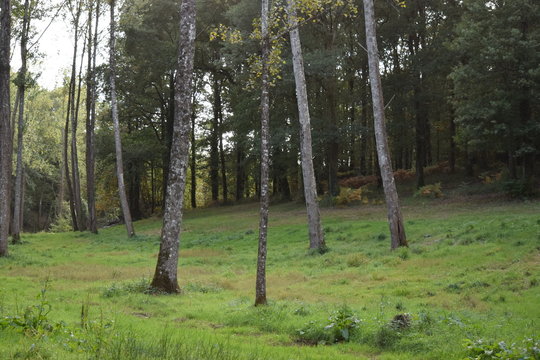 Clairiere Images – Browse 76 Stock Photos, Vectors, and Video | Adobe Stock