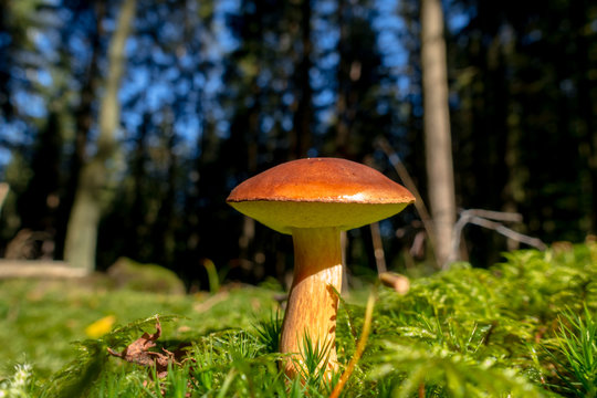 Imágenes de Maronenpilz: descubre bancos de fotos, ilustraciones ...