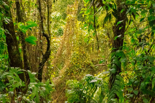 Arvi Images – Browse 881 Stock Photos, Vectors, and Video | Adobe Stock