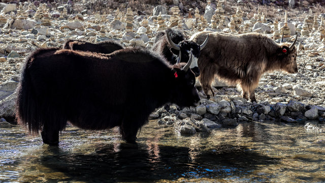 รูปภาพNapal – เลือกดูภาพถ่ายสต็อก เวกเตอร์ และวิดีโอ202 | Adobe Stock