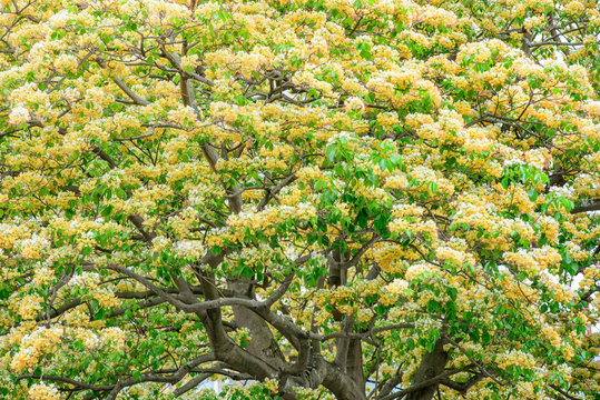 Crateva Bilder – Durchsuchen 221 Archivfotos, Vektorgrafiken und Videos ...