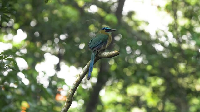 Imágenes de Guardabarranco: descubre bancos de fotos, ilustraciones ...