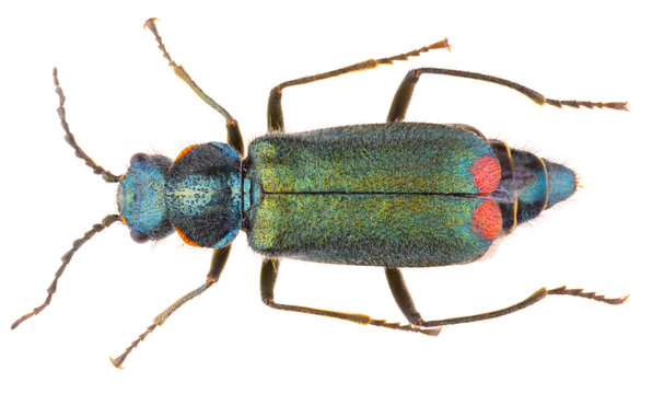 Malachius Imagens – Procure 130 fotos, vetores e vídeos | Adobe Stock