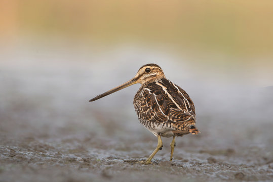 Beccaccia Immagini - Sfoglia 6,937 foto, vettoriali e video Stock ...