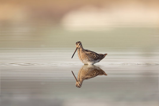 「Kszyk」の写真素材 | 46件の無料イラスト画像 | Adobe Stock