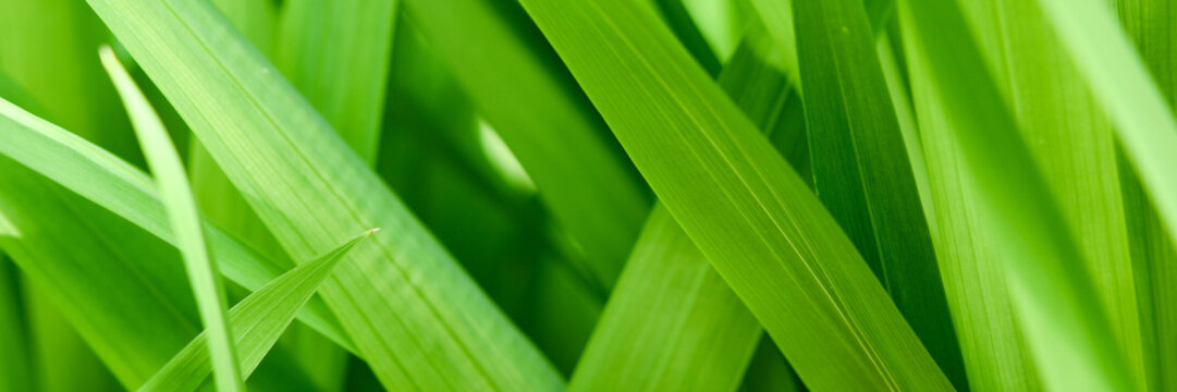 รูปภาพChloroplast – เลือกดูภาพถ่ายสต็อก เวกเตอร์ และวิดีโอ4,419 | Adobe ...