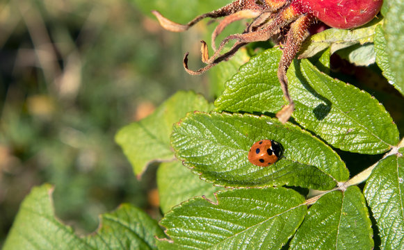 Seven-Spotted Images – Browse 1,016 Stock Photos, Vectors, and Video ...