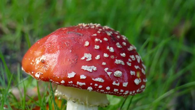 Imagens de Agarics – Explore Fotografias do Stock, Vetores e Vídeos de 90,385 | Adobe Stock