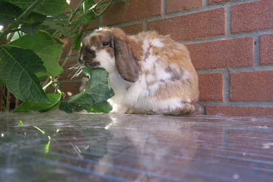 Rammler Bilder – Durchsuchen 598 Archivfotos, Vektorgrafiken und Videos ...