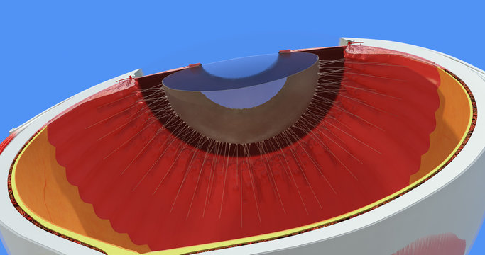 "Zonule Of Zinn" Images – Browse 73 Stock Photos, Vectors, and Video ...