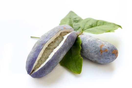 Akebi Images – Browse 12 Stock Photos, Vectors, and Video | Adobe Stock