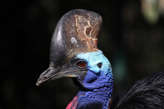 Kasuar Images – Browse 94 Stock Photos, Vectors, and Video | Adobe Stock