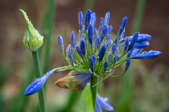 「Pre-Bloom」の写真素材 | 75件の無料イラスト画像 | Adobe Stock
