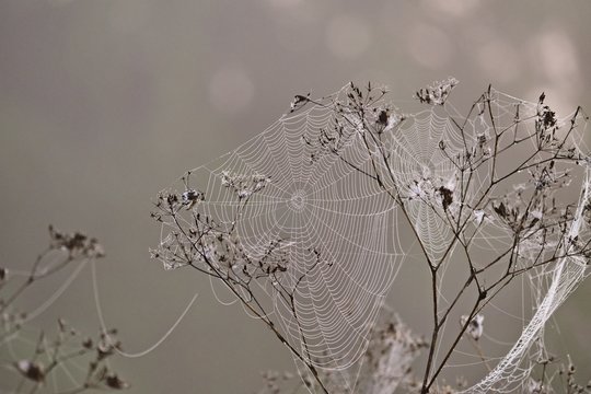Spinnenweb Images – Browse 27 Stock Photos, Vectors, and Video | Adobe ...