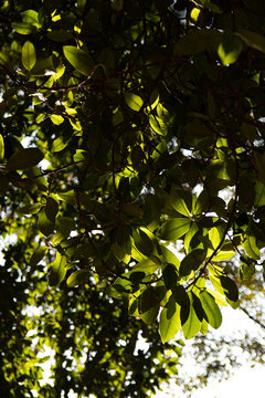 Imágenes de Reverdecer: descubre bancos de fotos, ilustraciones ...