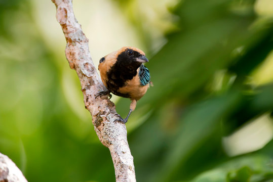 รูปภาพOvipara – เลือกดูภาพถ่ายสต็อก เวกเตอร์ และวิดีโอ294 | Adobe Stock