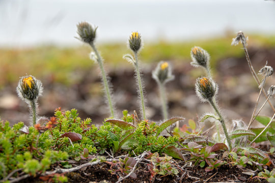 Arctic Plants Names