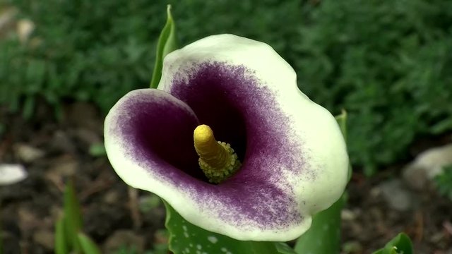 Kalla Video Footage – Browse 13 HD Stock Video and Footage | Adobe Stock