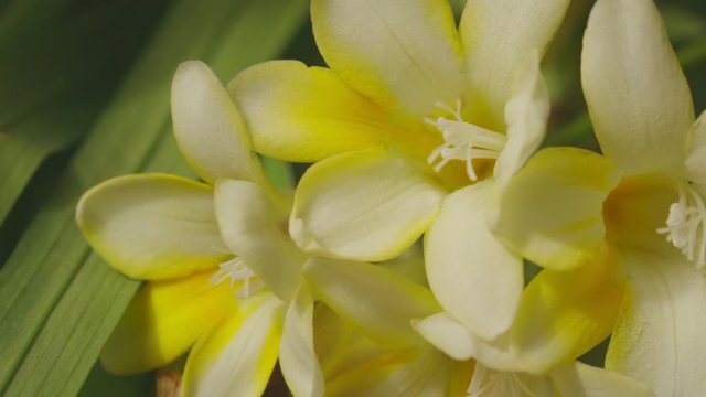 "Freesia Refracta"-Bilder: Stock-Fotos & -Videos. | Adobe Stock