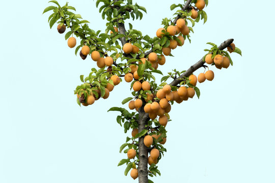 รูปภาพMirabellenbaum – เลือกดูภาพถ่ายสต็อก เวกเตอร์ และวิดีโอ254 ...