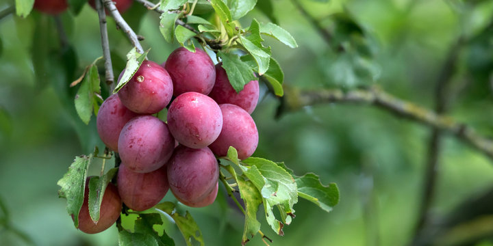 รูปภาพMirabellenbaum – เลือกดูภาพถ่ายสต็อก เวกเตอร์ และวิดีโอ219 ...