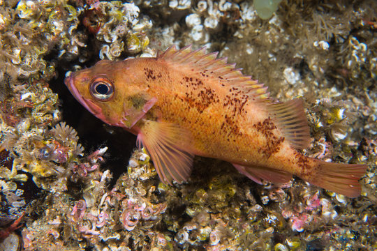 รูปภาพNorvegicus – เลือกดูภาพถ่ายสต็อก เวกเตอร์ และวิดีโอ2,149 | Adobe ...