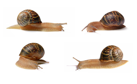 รูปภาพ"Escargots – เลือกดูภาพถ่ายสต็อก เวกเตอร์ และวิดีโอ3,695 | Adobe ...