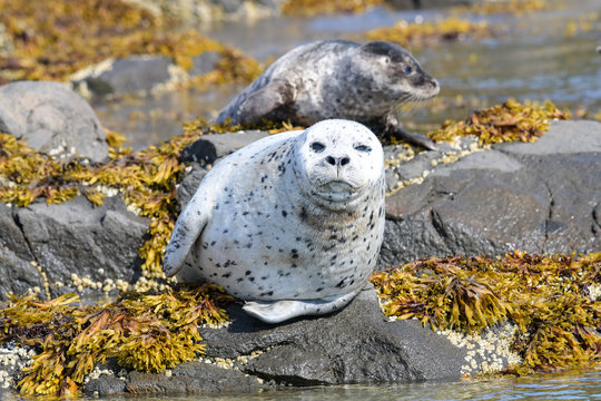「Seerobbe」の画像 - 290 件の Stock 写真、ベクターおよびビデオ | Adobe Stock
