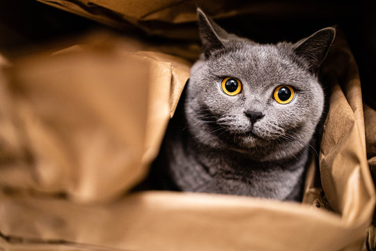 「Catze」の写真素材 | 3件の無料イラスト画像 | Adobe Stock