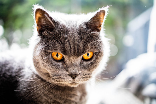 「Catze」の写真素材 | 3件の無料イラスト画像 | Adobe Stock