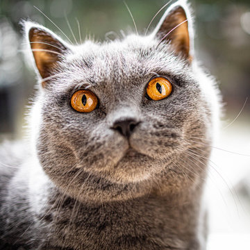 Catze Images – Browse 3 Stock Photos, Vectors, and Video | Adobe Stock