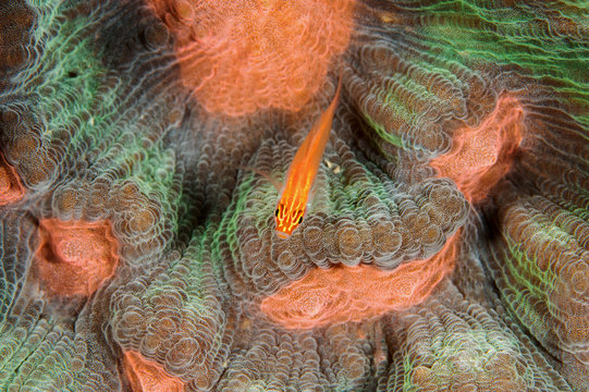 Mycedium Images – Browse 41 Stock Photos, Vectors, and Video | Adobe Stock