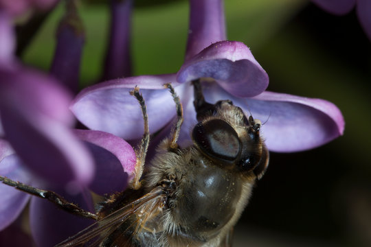 Euarthropoda Bilder – Durchsuchen 297 Archivfotos, Vektorgrafiken und ...
