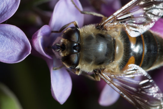 Euarthropoda Bilder – Durchsuchen 281 Archivfotos, Vektorgrafiken und ...